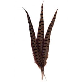 Fasanenfedern 40 cm. pro 20