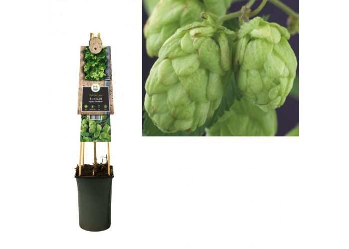 Hopfen
