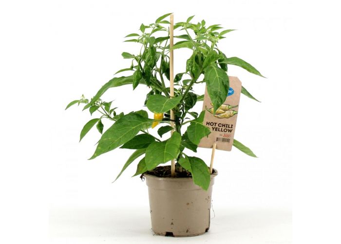 PICK-&-JOY® Hot Chili Yellow