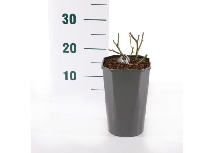 Rosa 'Princess Anne'(TM)